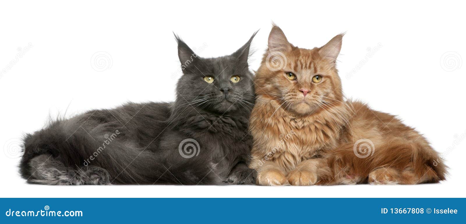 Two Maine Coons Stock Photos - Free & Royalty-Free Stock Photos from ...