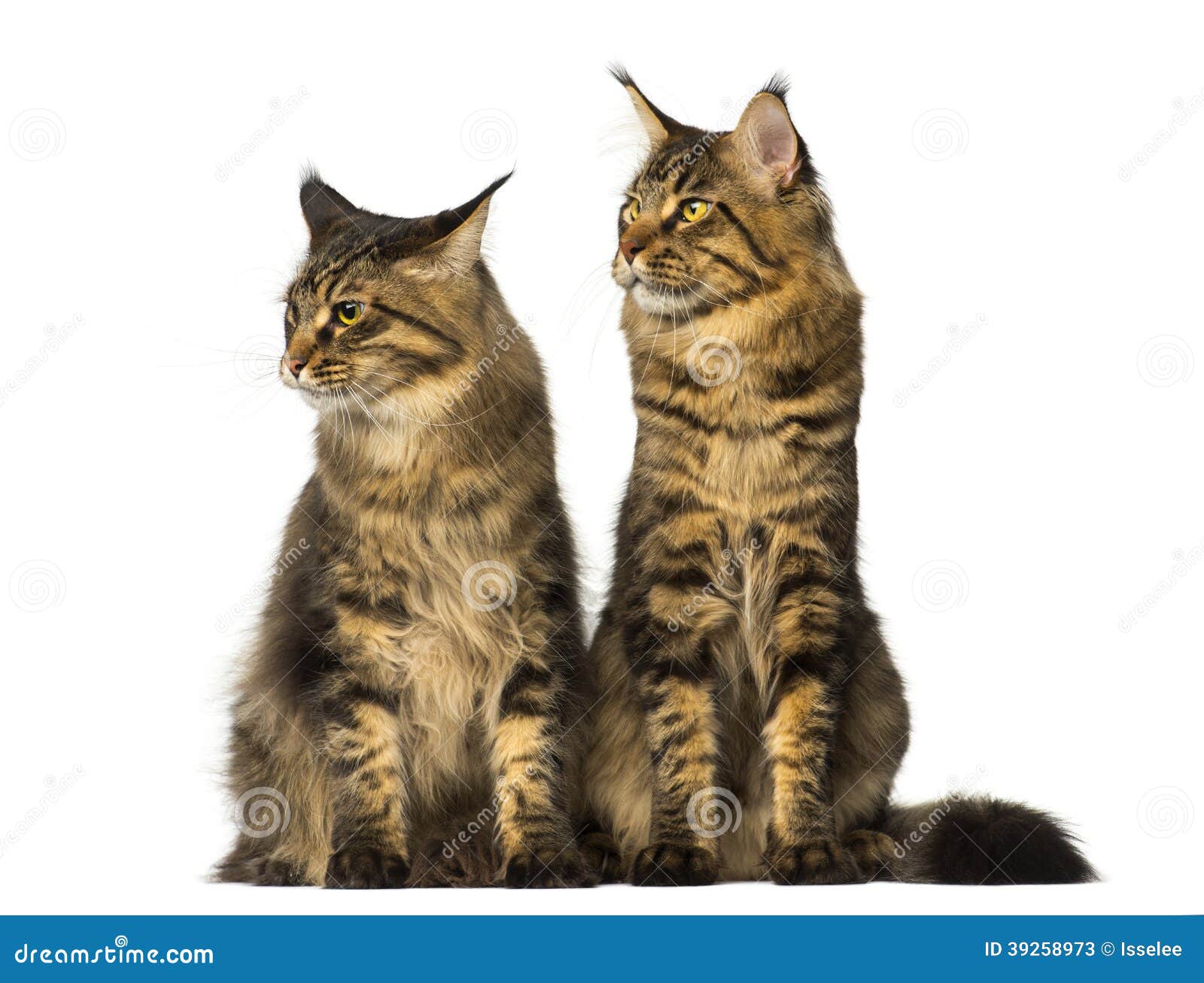 Two Maine Coons Sitting and Looking Away Stock Image - Image of coon ...
