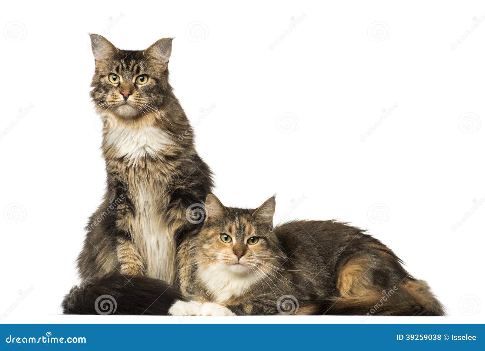 Two Maine Coons Sitting, Lying and Looking Away Stock Photo - Image of ...
