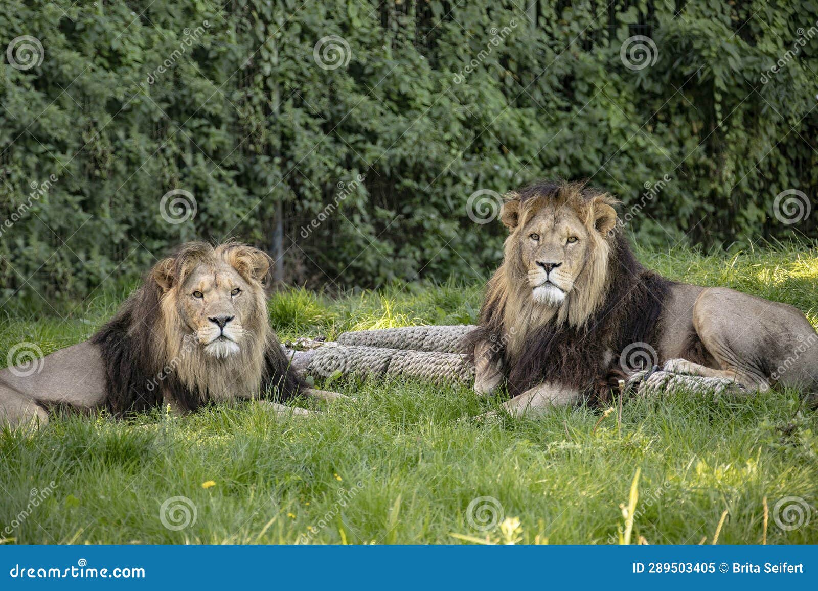 Two Majestic Lions Sitting in the Grass Stock Image - Image of lion ...