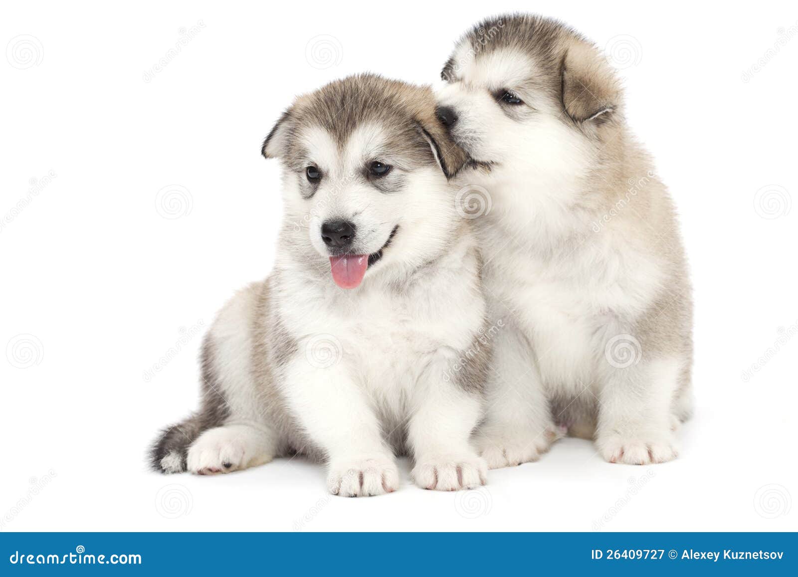 Two malamute puppies stock image. Image of animal, pretty - 26409727