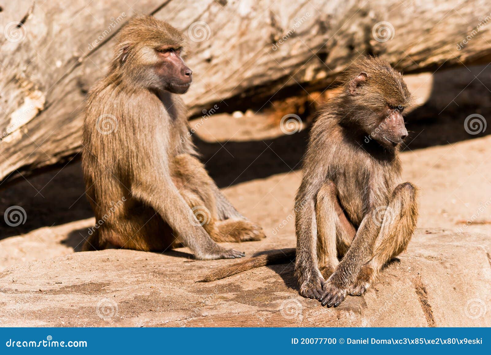 Two male baboons in a ZOO stock photo. Image of captivity - 20077700