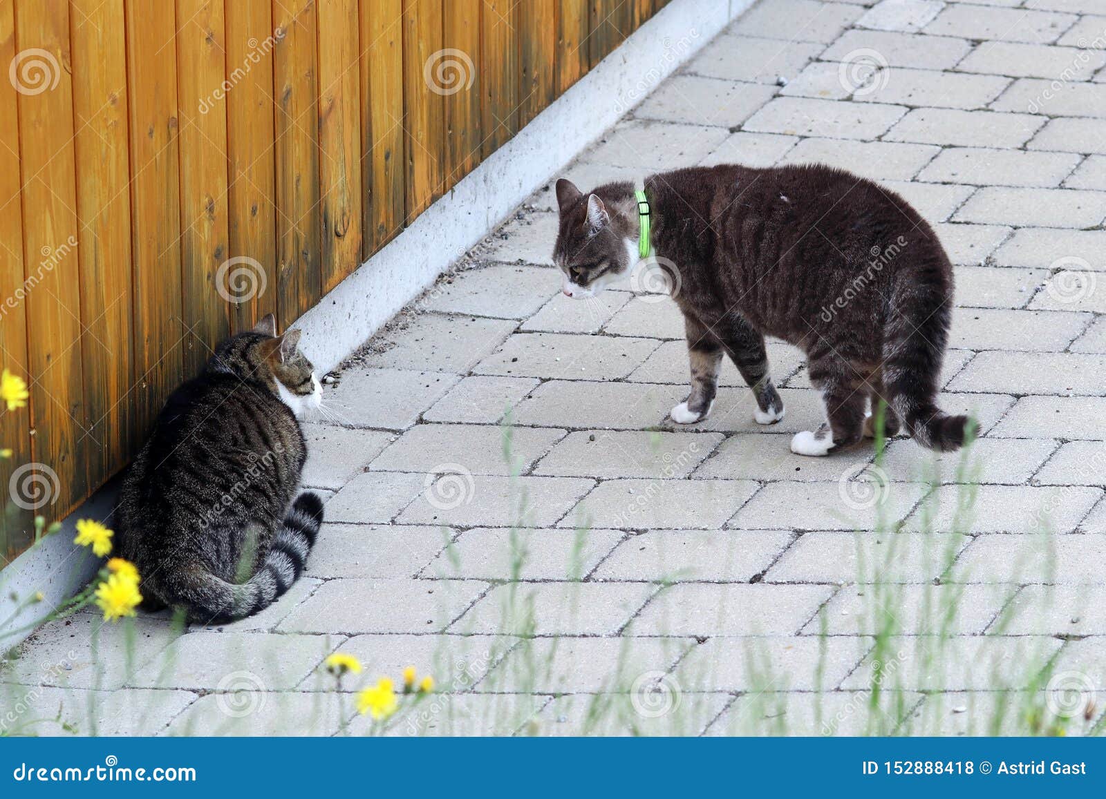 Two Male Cats Arguing. Cattle Fight among Tomcats Stock Photo - Image ...