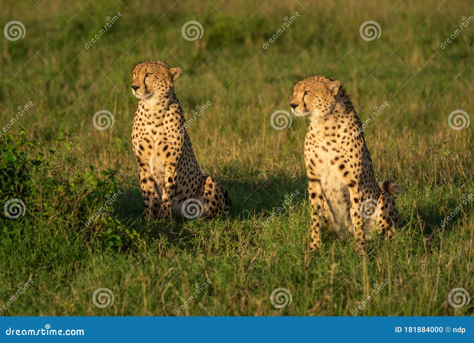 Two Male Cheetah Sit Side-by-side in Grass Stock Photo - Image of ...