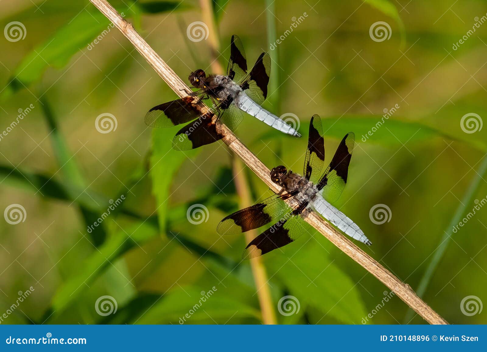 Two Male Common Whitetail Skimmers (Libellula Lydia) Stock Photo ...