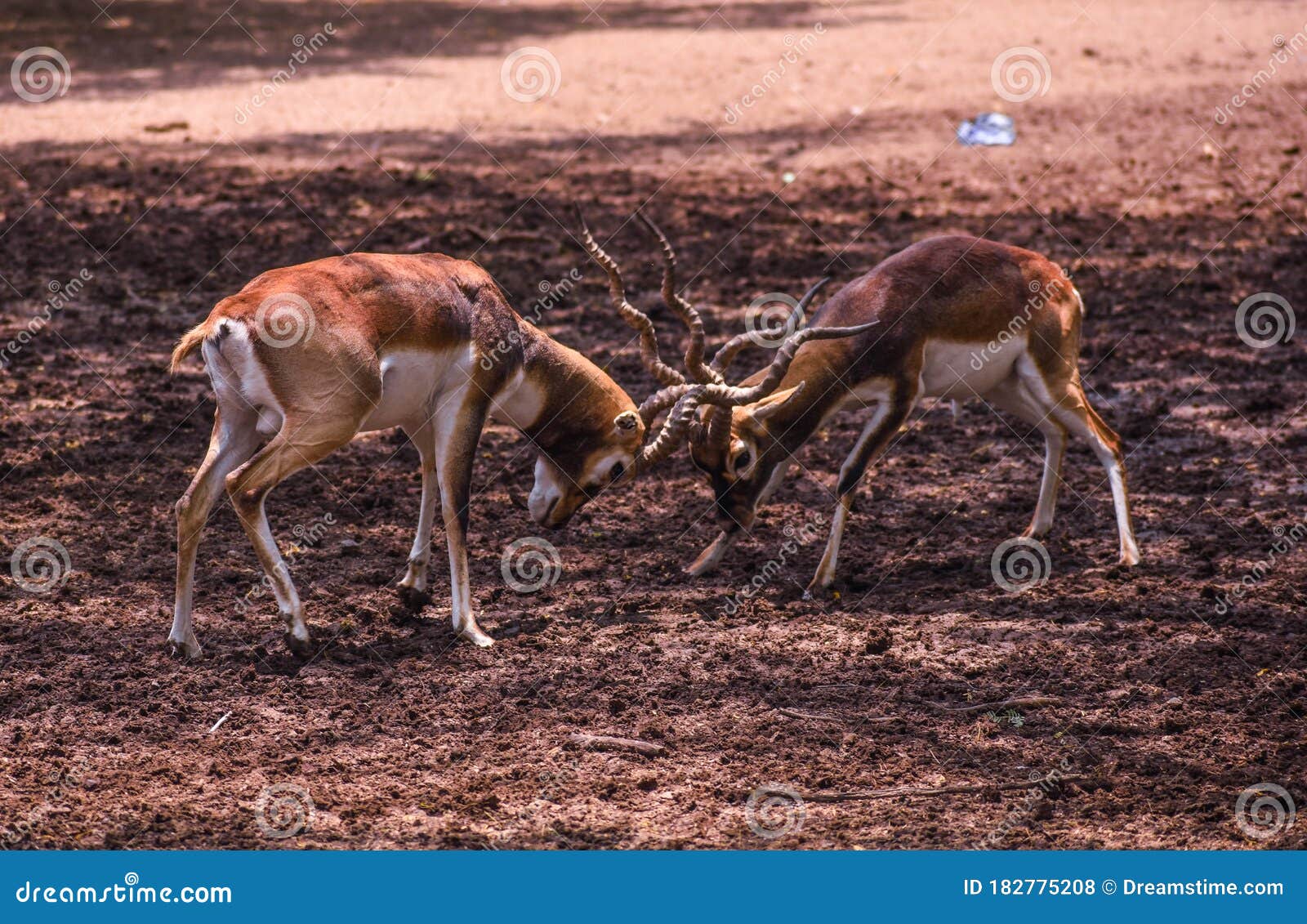 Two Male Dears are Fighting for Female Dear Stock Photo - Image of ...