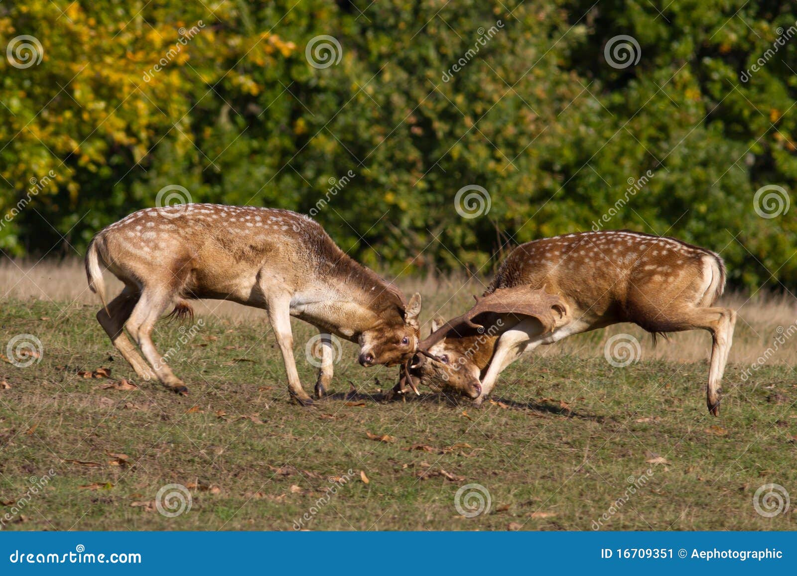 Two male deer fighting stock image. Image of dama, male - 16709351