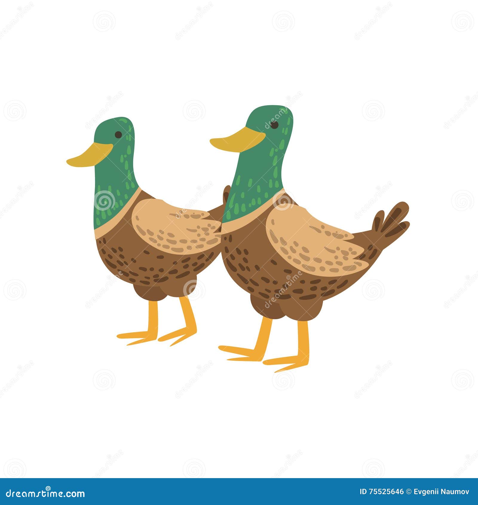 Two Male Ducks Walking stock vector. Illustration of flat - 75525646