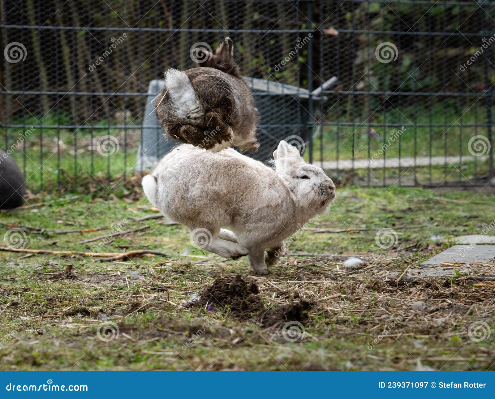 Two Male Dwarf Rabbits Fighting and Jumping Stock Image - Image of ...