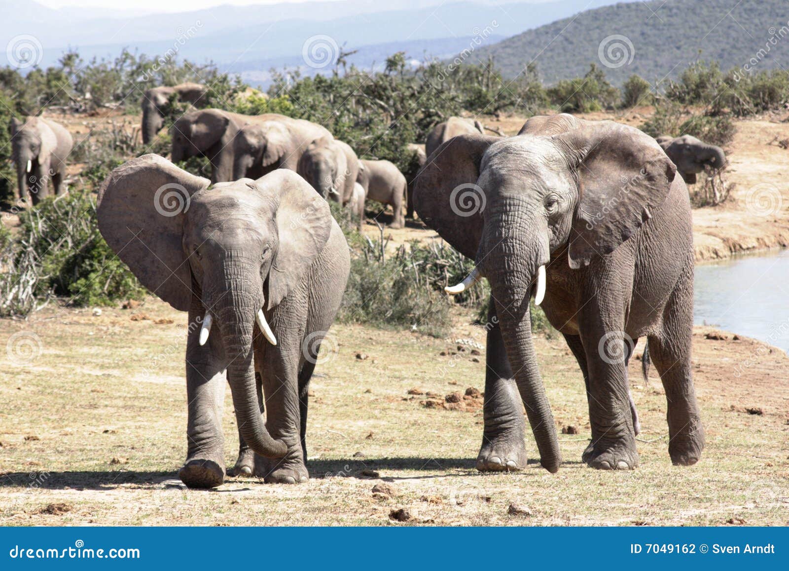 Two male elephants stock photo. Image of nature, elephant - 7049162