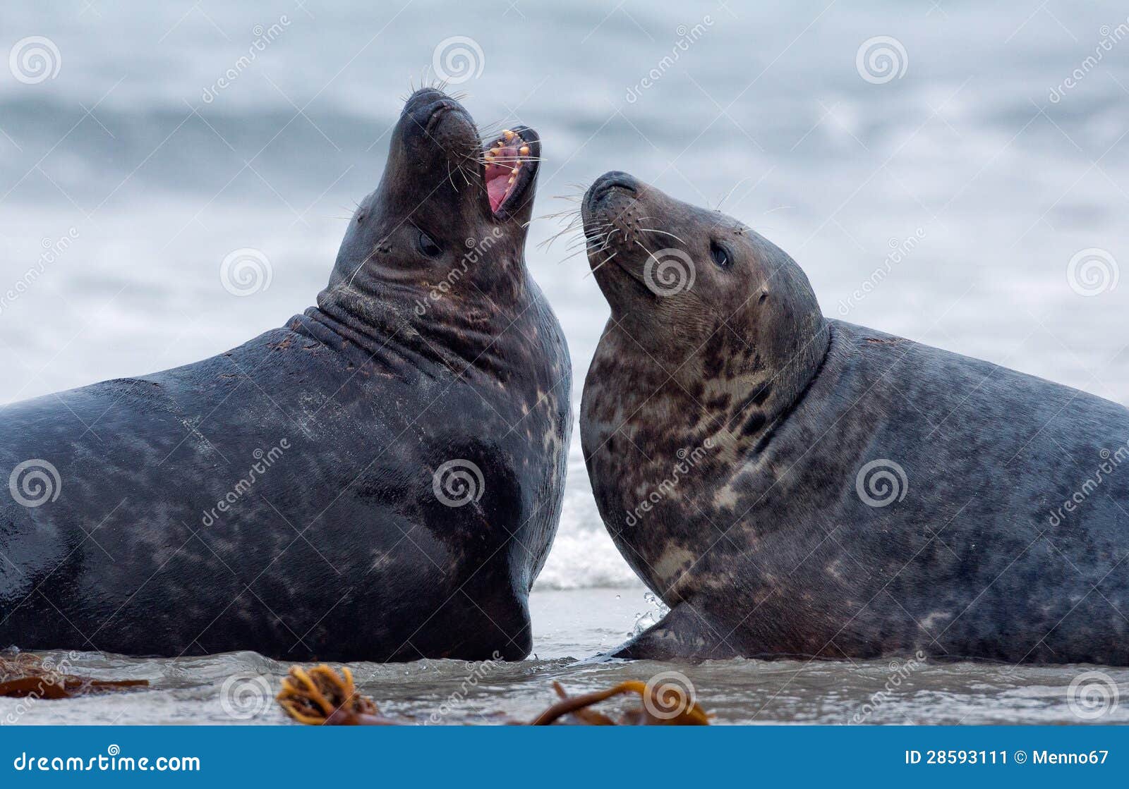 Two male grey seal stock image. Image of beach, lion - 28593111