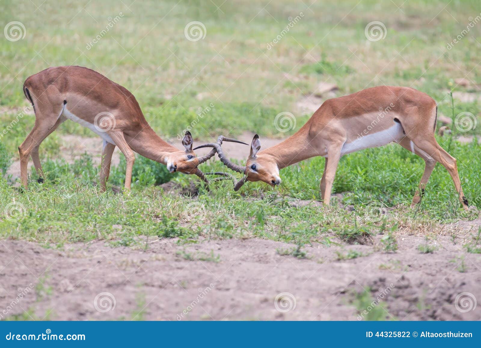 Two Male Impala Fight in for the Herd with Best Territory Stock Photo ...
