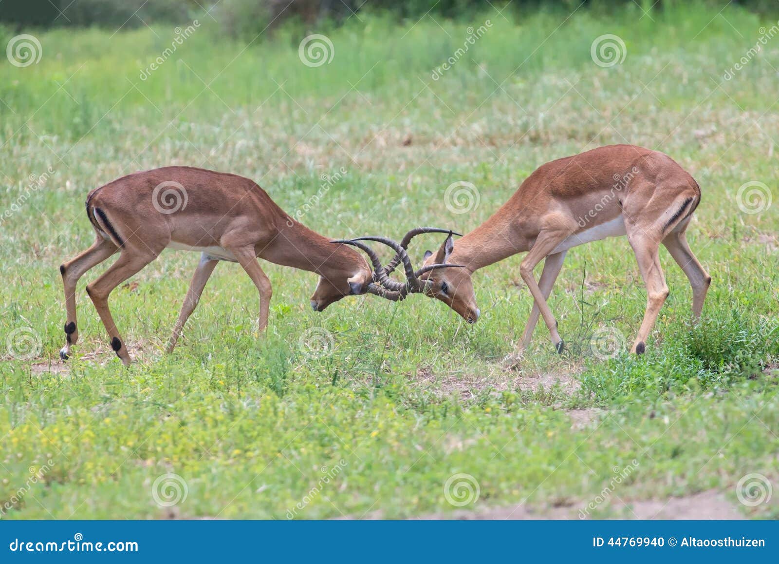 Two Male Impala Fight in for the Herd with Best Territory Stock Photo ...