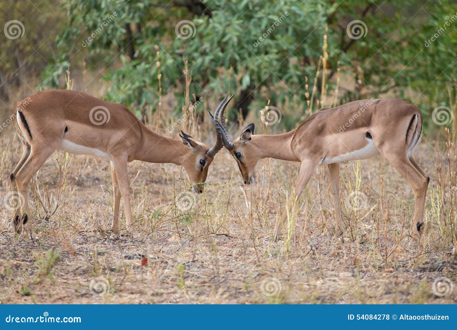 Two Male Impala Fight in for the Herd with Best Territory Stock Photo ...