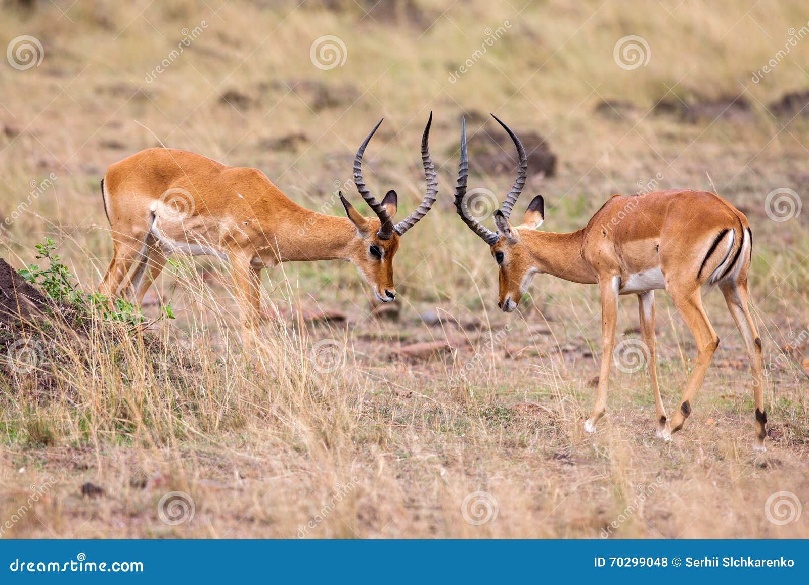 Two Male Impala Fight in for the Herd with Best Territory Stock Photo ...