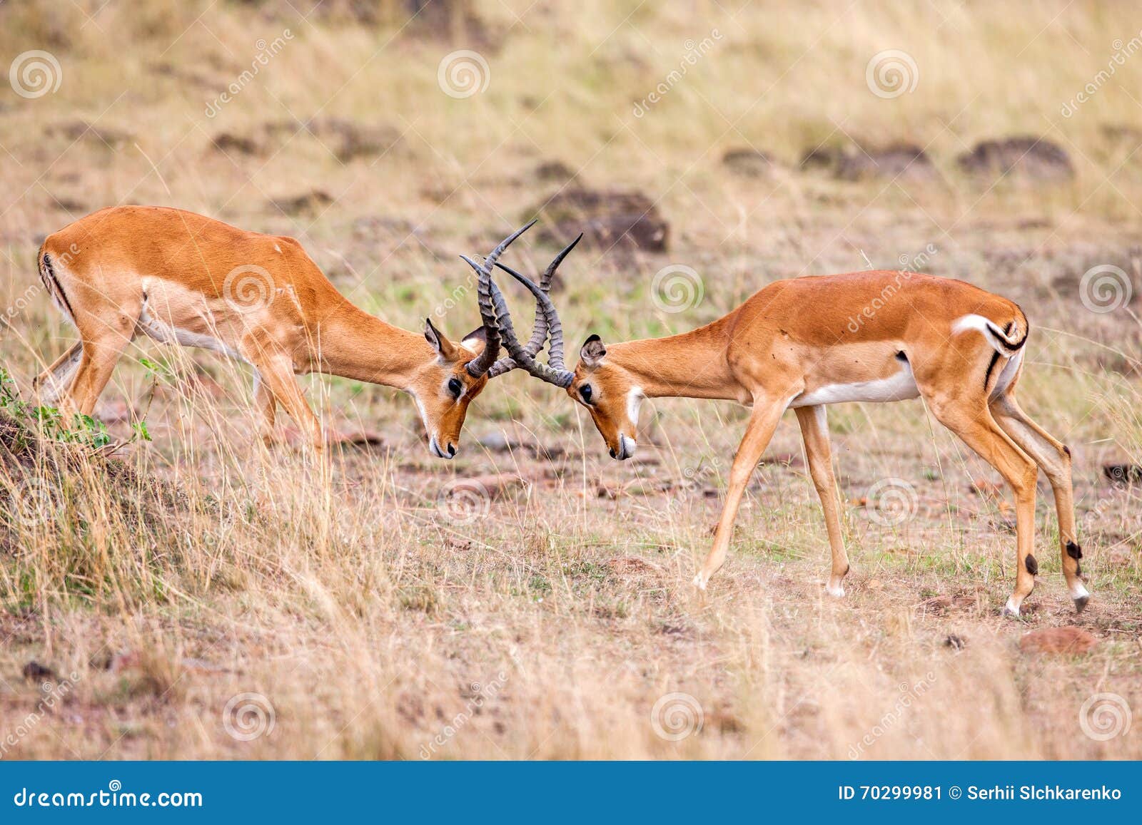 Two Male Impala Fight in for the Herd with Best Territory Stock Image ...