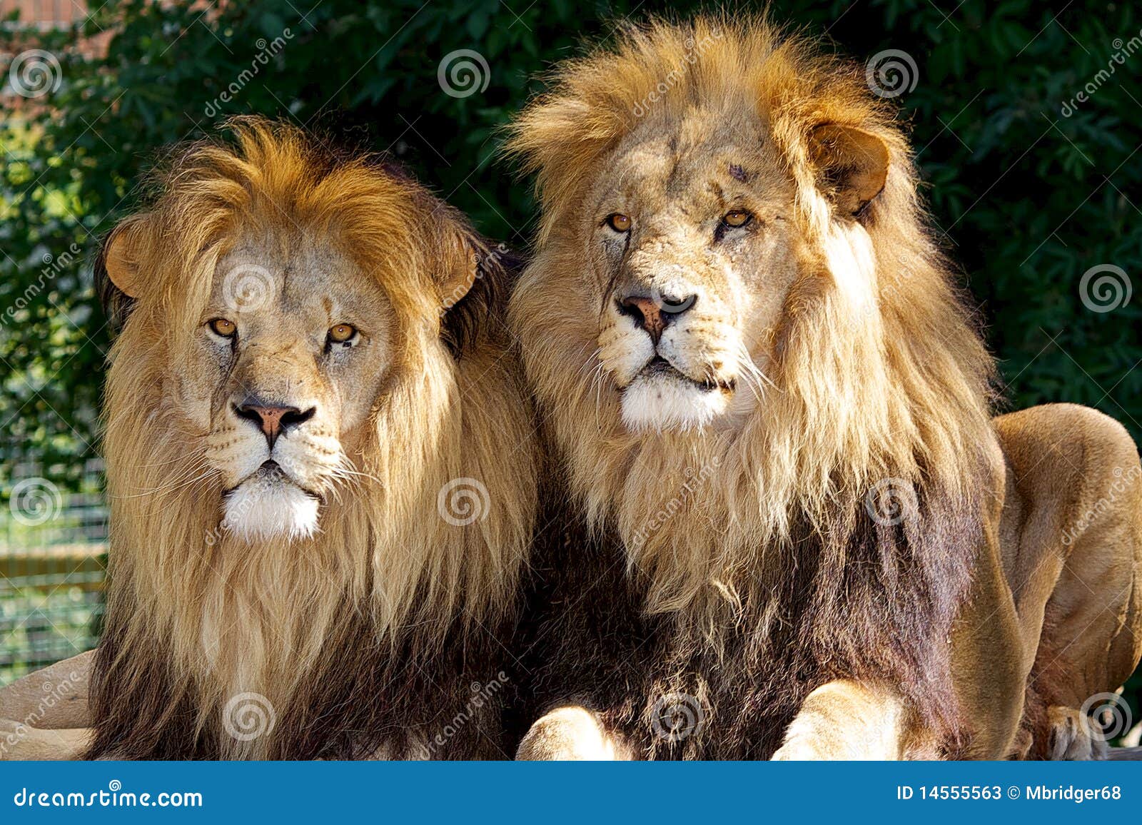 Two male Lions stock image. Image of attack, large, predator - 14555563