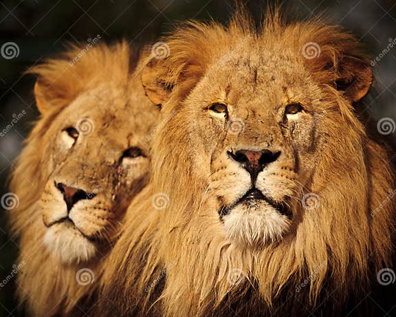 Two Male Lions stock photo. Image of african, sunset - 16410410