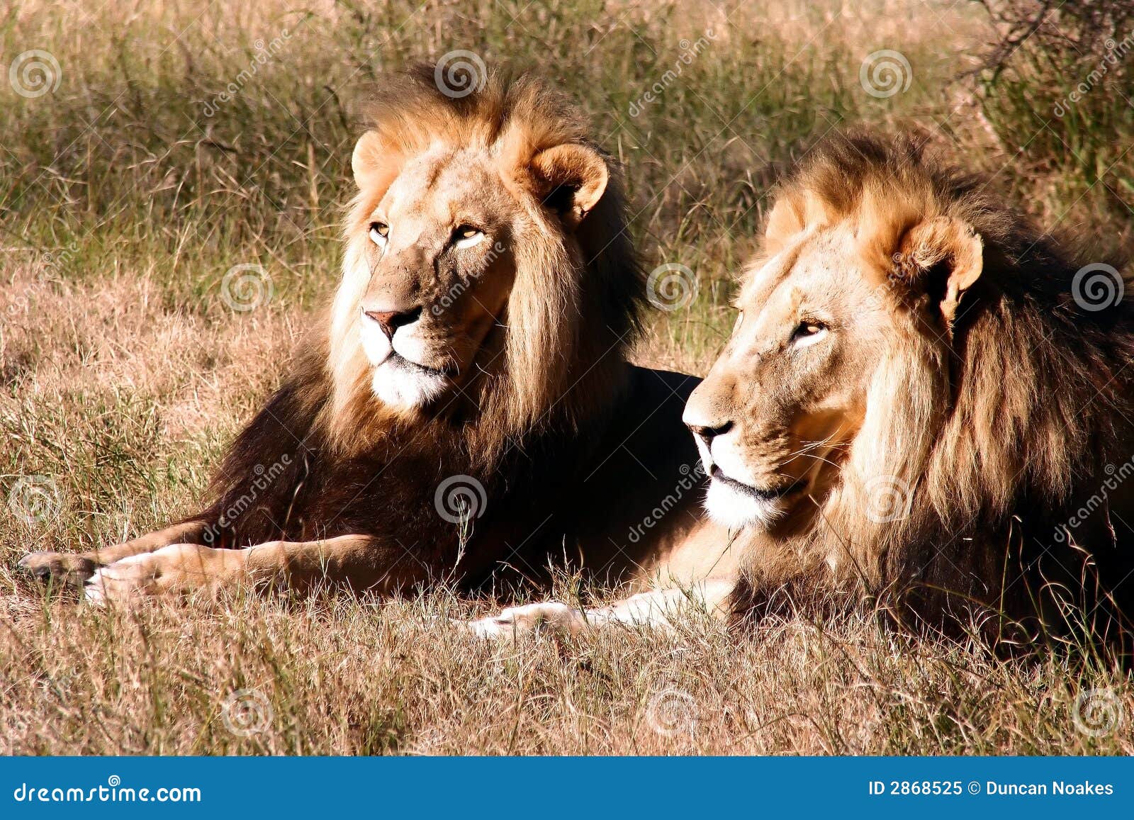 Two Male Lions stock image. Image of feline, paws, maned - 2868525