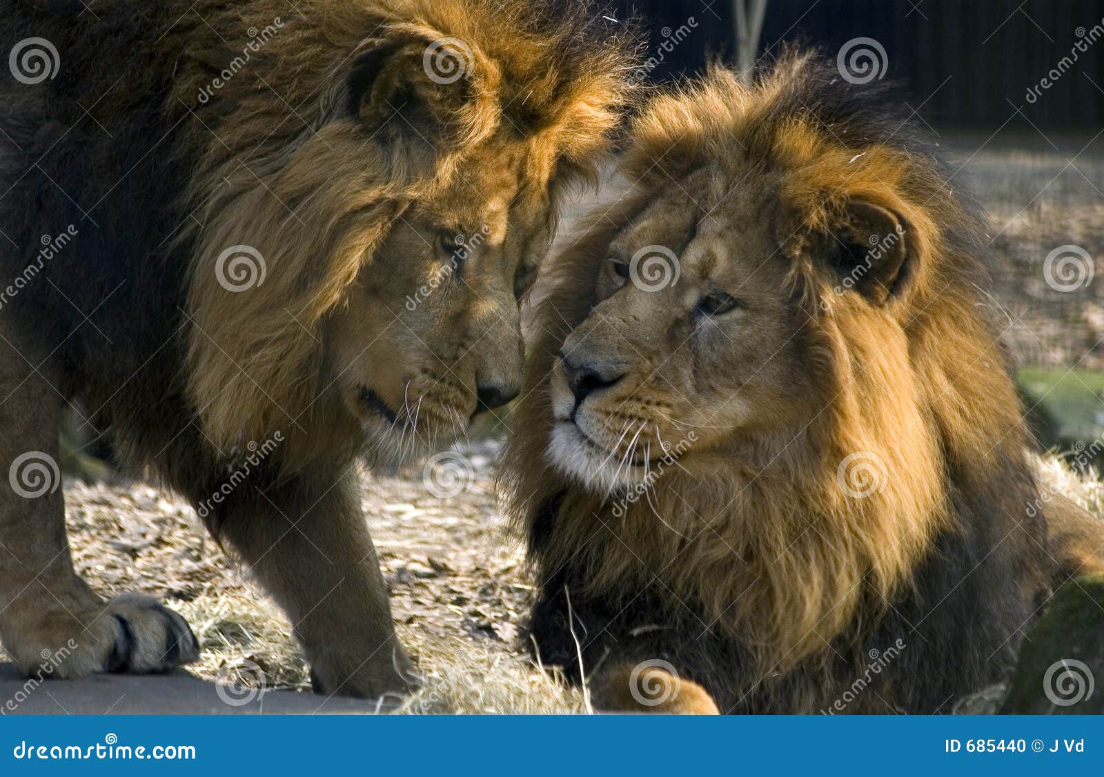 Two male lions stock photo. Image of bush, road, dangerous - 685440