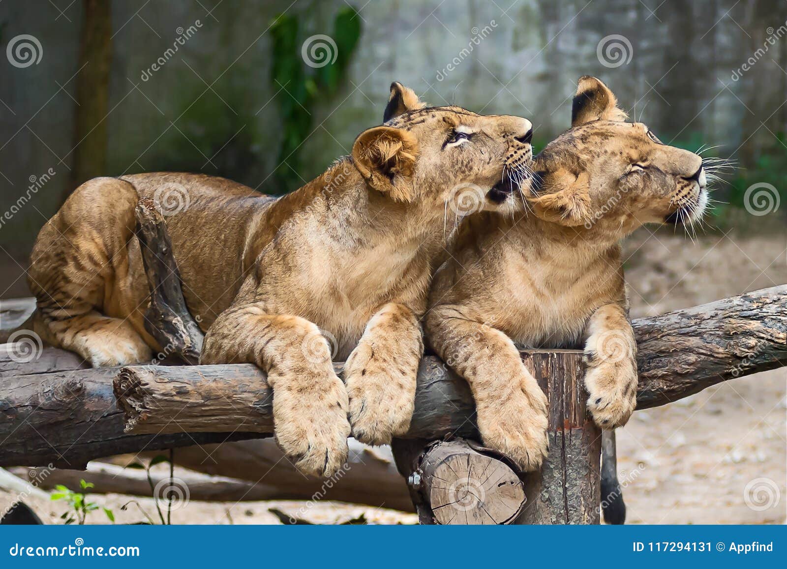Two lions playing. stock image. Image of predator, hunter - 117294131