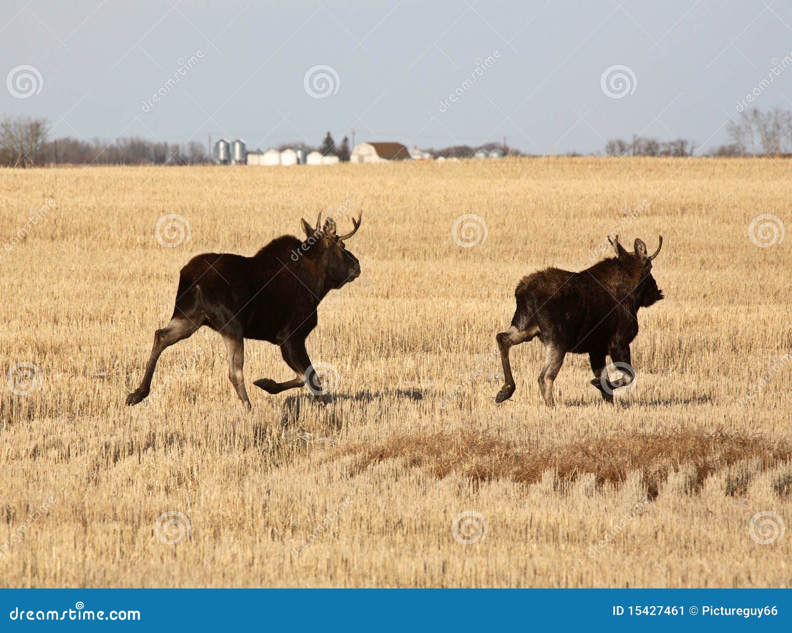 Two male moose stock image. Image of alces, antlers, scenery - 15427461