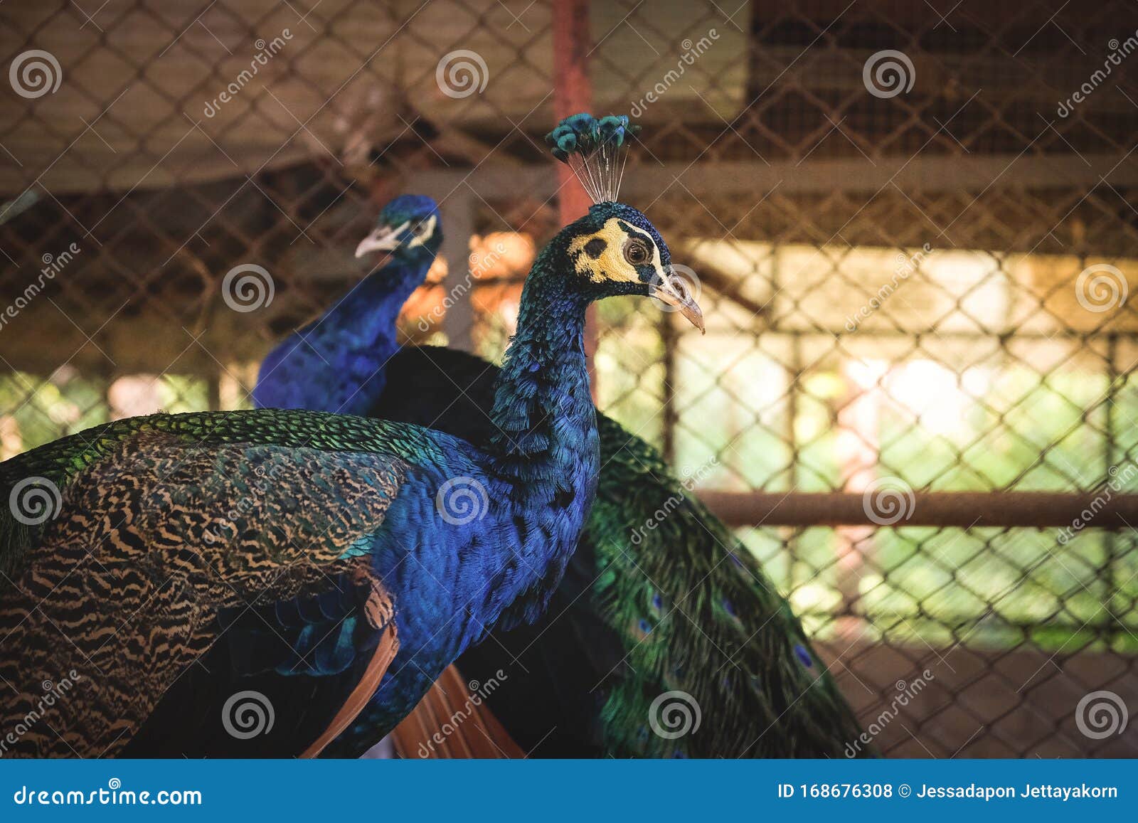 Two peacocks in the zoo stock photo. Image of nest, collecting - 168676308