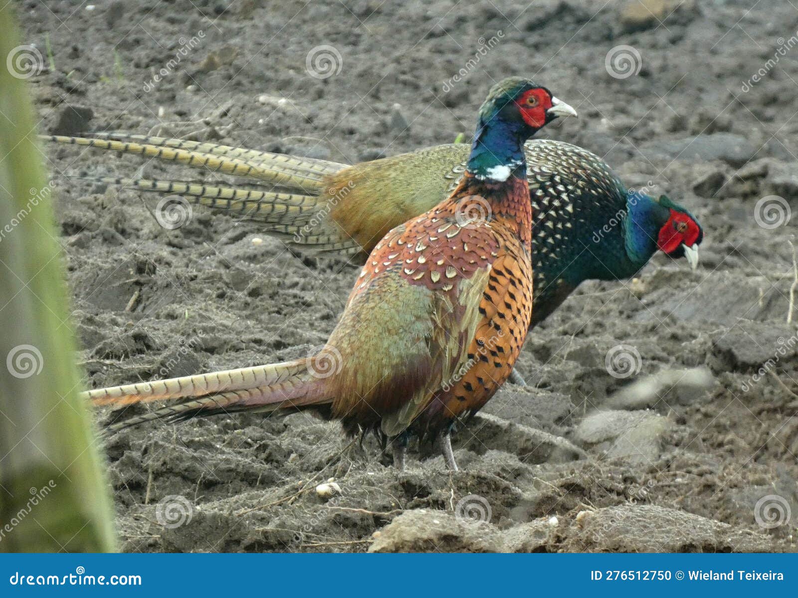 Two male pheasants stock photo. Image of plumage, fauna - 276512750