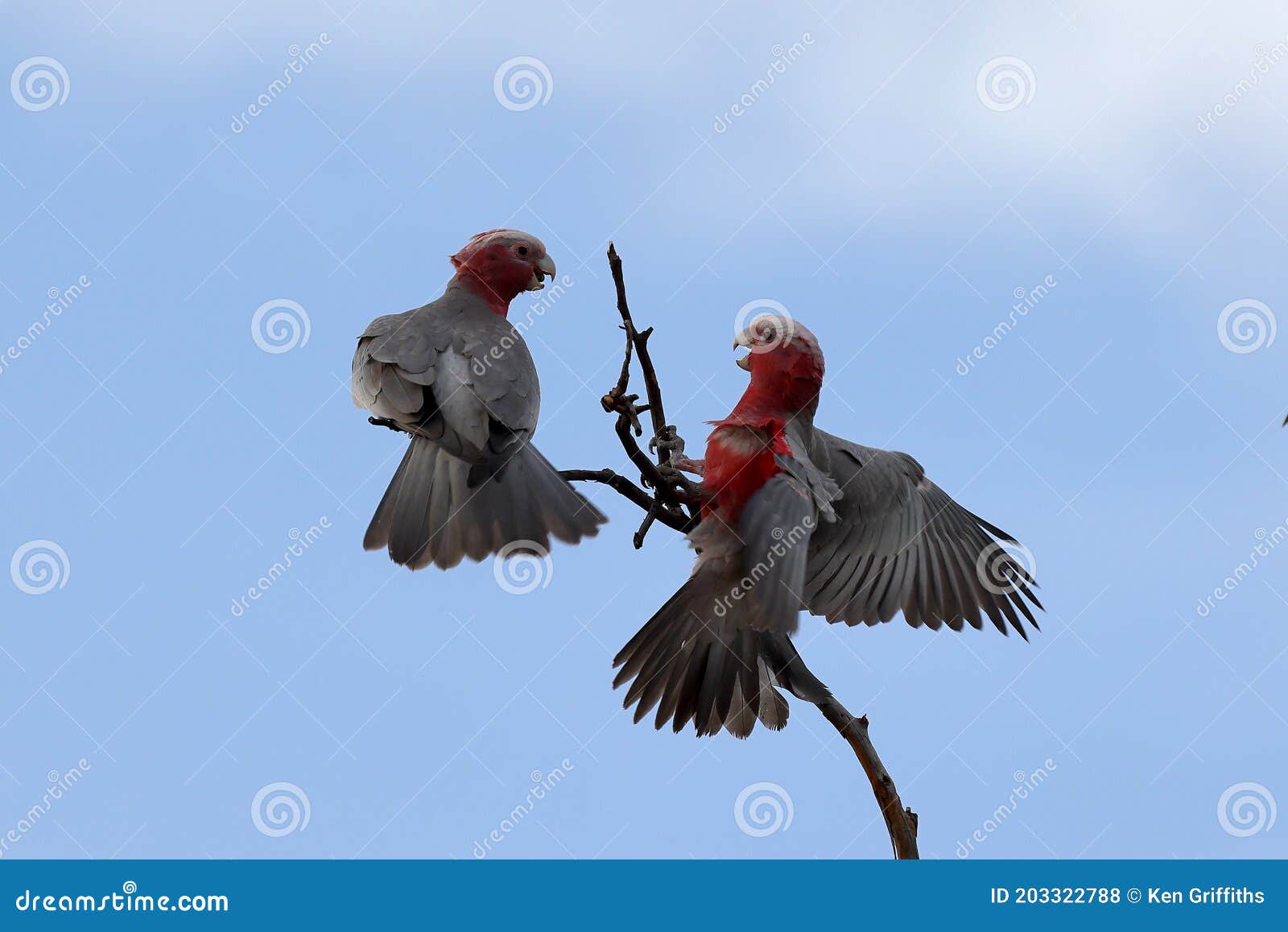Pink & Grey Galah`s stock photo. Image of aggression - 203322788
