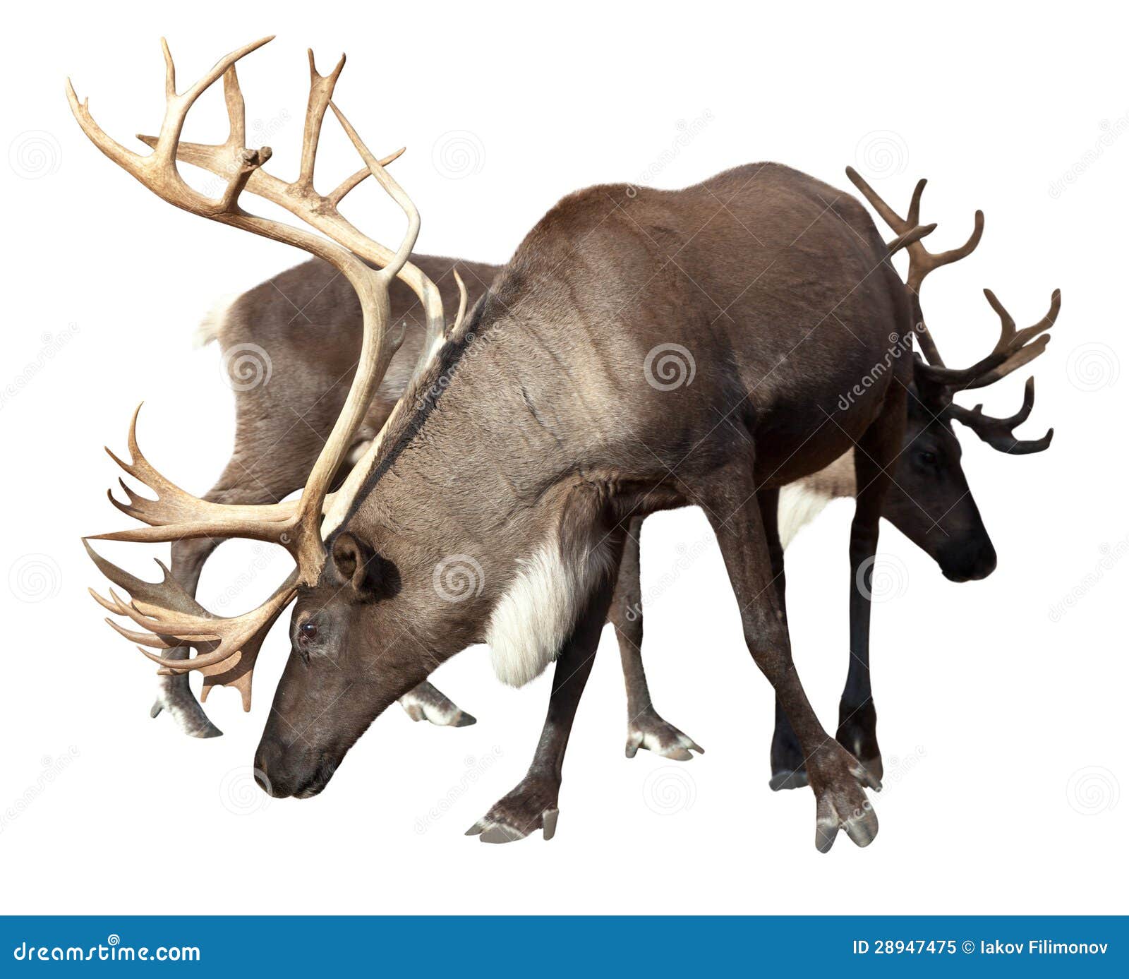 Two male reindeer stock image. Image of buck, cervidae - 28947475