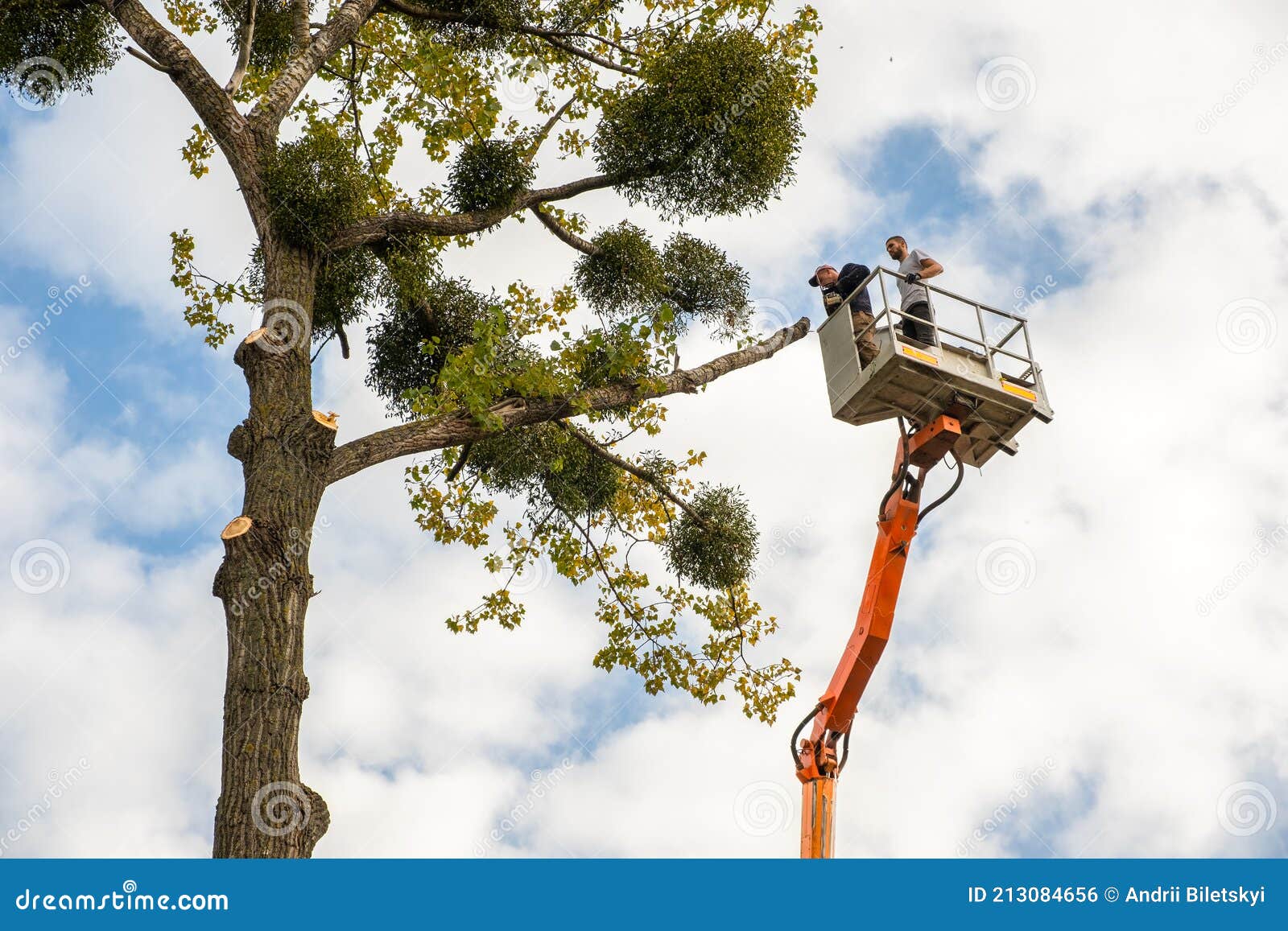 Two Male Service Workers Cutting Down Big Tree Branches with Chainsaw ...