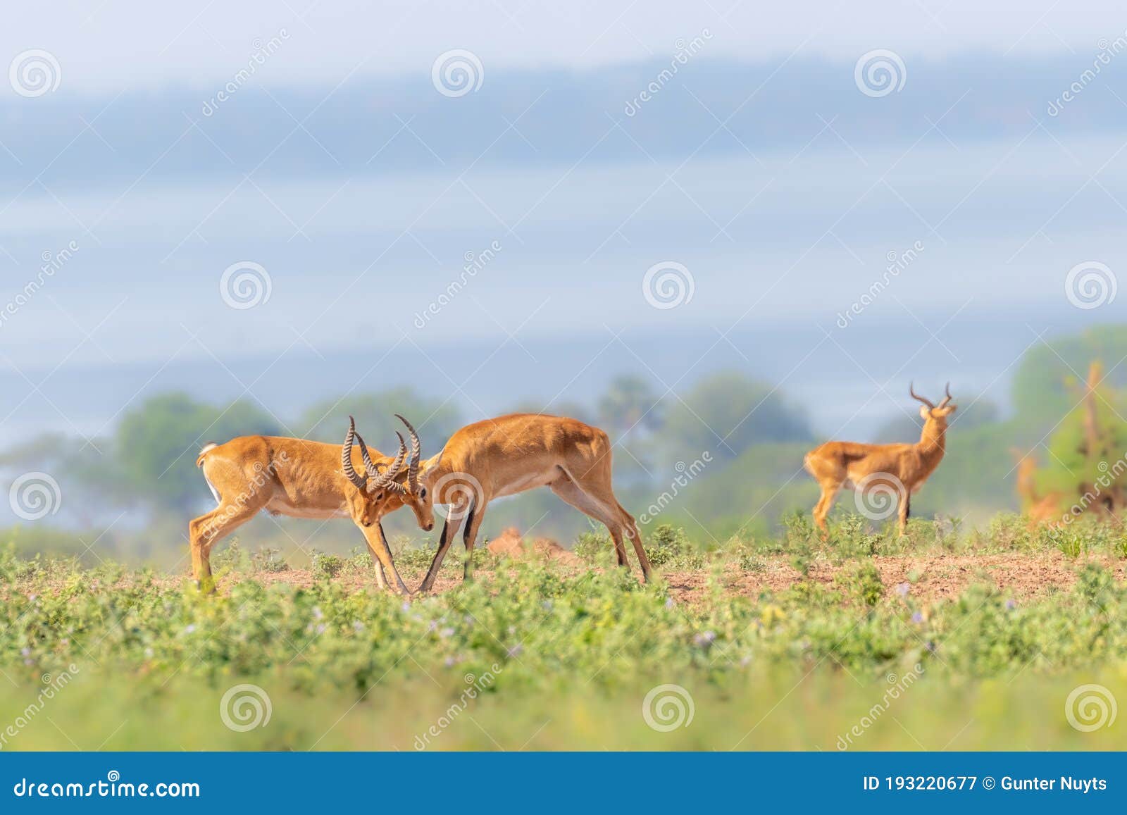 Two Male Ugandan Kob Kobus Kob Thomasi Fighting, Murchison Falls ... Two Male Ugandan Kob Kobus Kob Thomasi Fighting, Murchison Falls ...