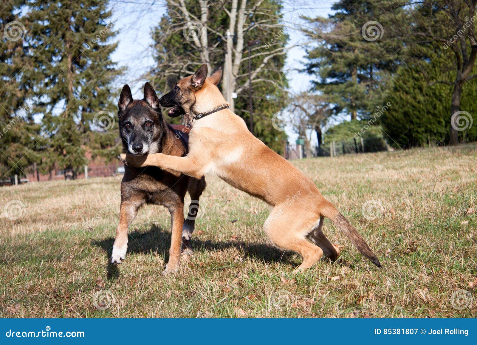 Two malinois in portrait. stock image. Image of pretty - 85381807