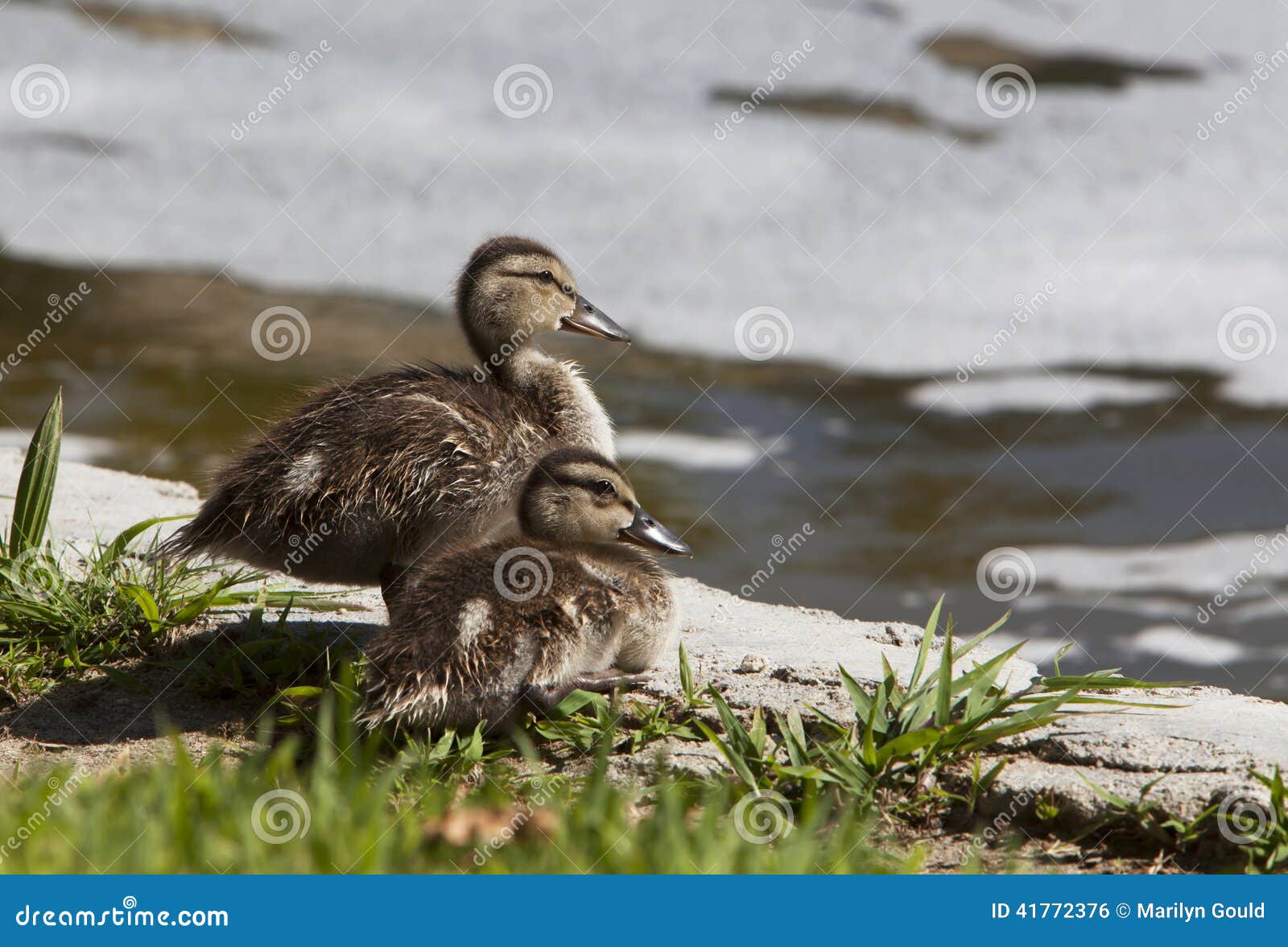 Two Mallard Ducklings stock photo. Image of wildlife - 41772376