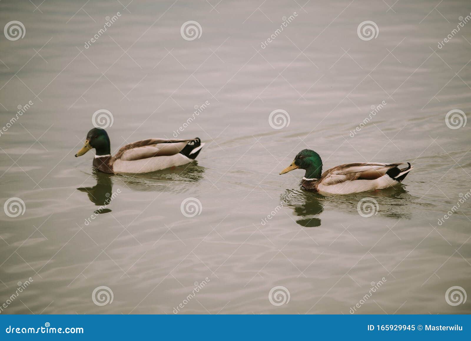 Two Mallard Ducks at the Bank of Lake Stock Image - Image of duck, bird ...