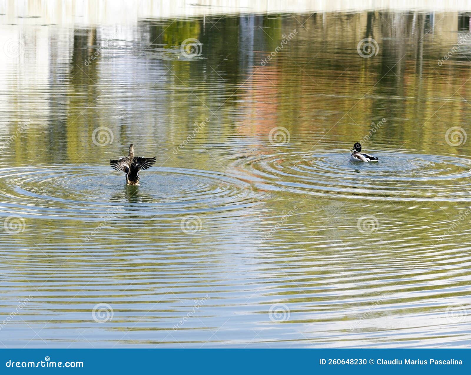 Two Mallard Ducks on the Lake Water Stock Photo - Image of waves, birds ...