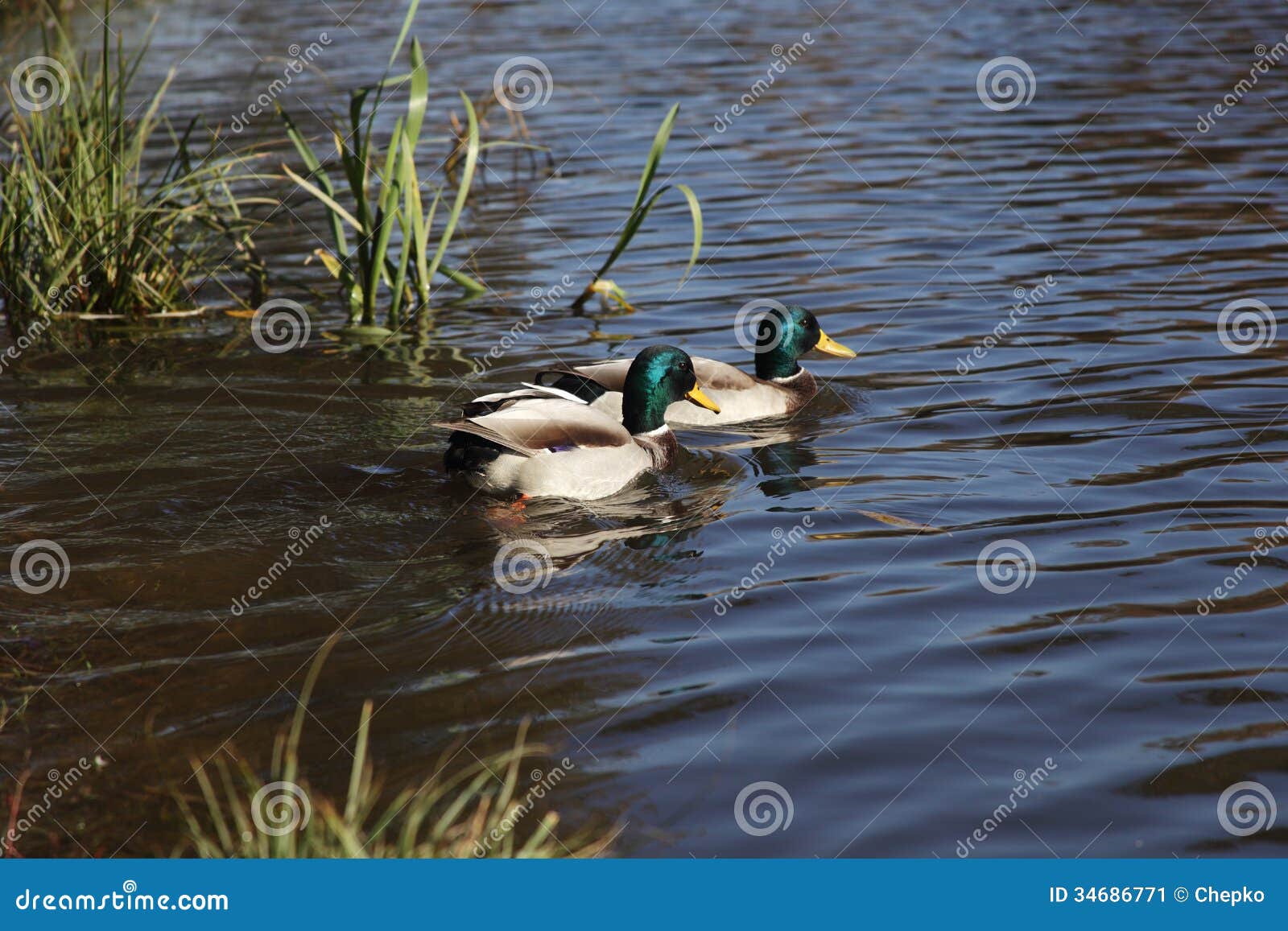 Two mallard on water stock image. Image of webbed, isolated - 34686771