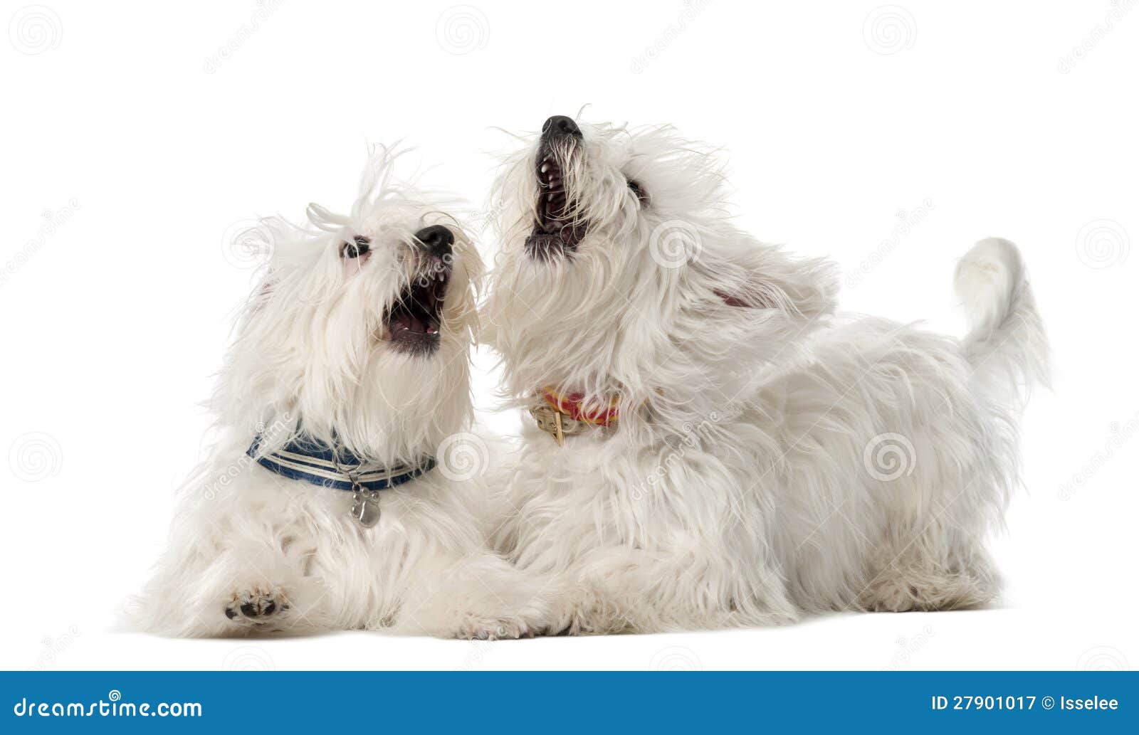 457 2 Dogs White Background Stock Photos - Free & Royalty-Free Stock ...