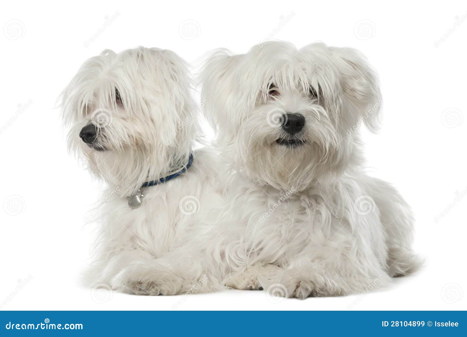 Maltese Dogs Royalty-Free Stock Photography | CartoonDealer.com #33927749