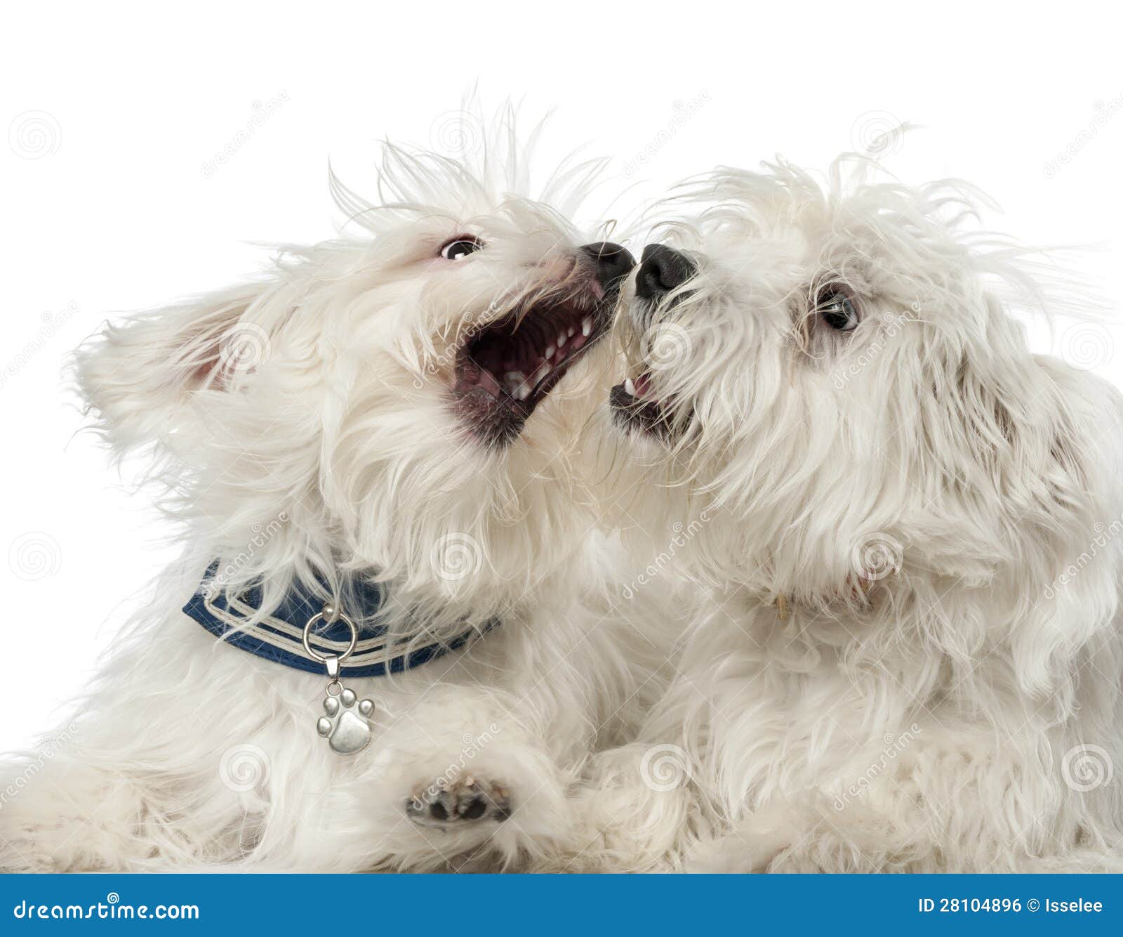 Maltese Dogs Royalty-Free Stock Photography | CartoonDealer.com #33927749