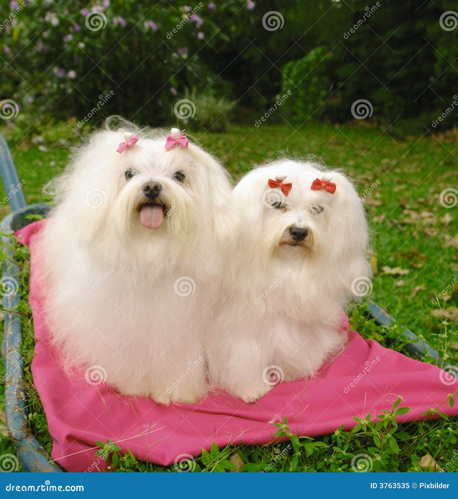 Two Maltese dogs stock image. Image of intelligent, posing - 3763535