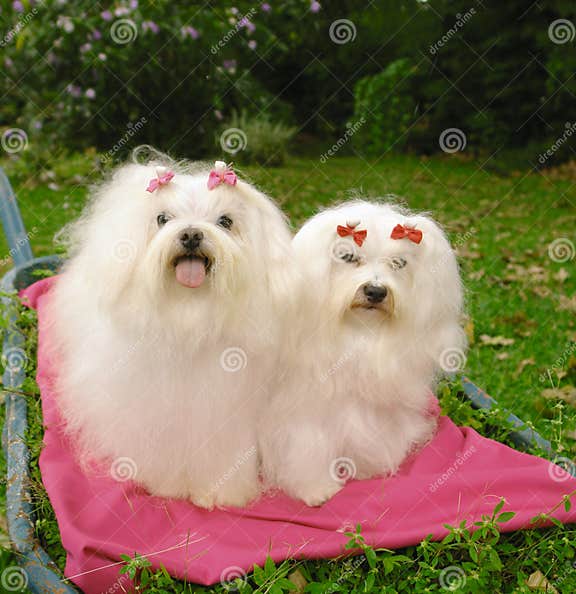Two Maltese dogs stock image. Image of intelligent, posing - 3763535