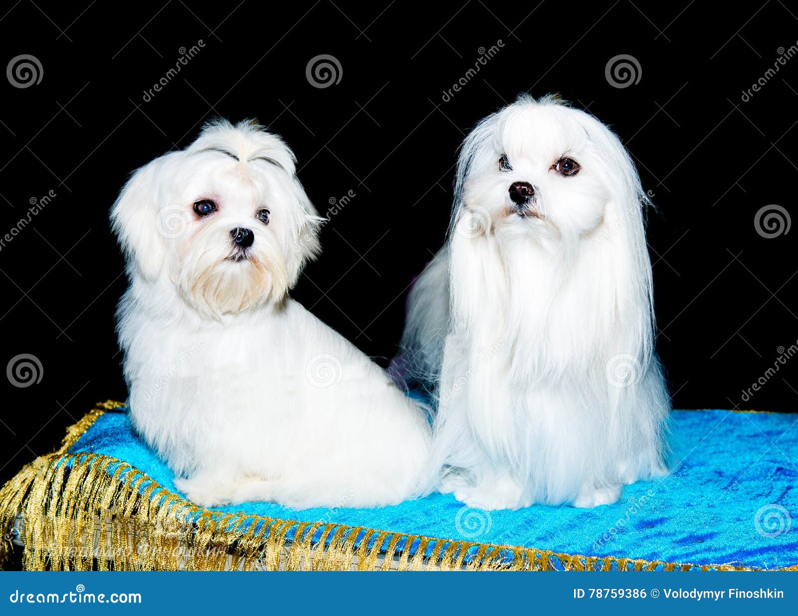 Two Maltese lions. stock photo. Image of beautiful, pampered - 78759386