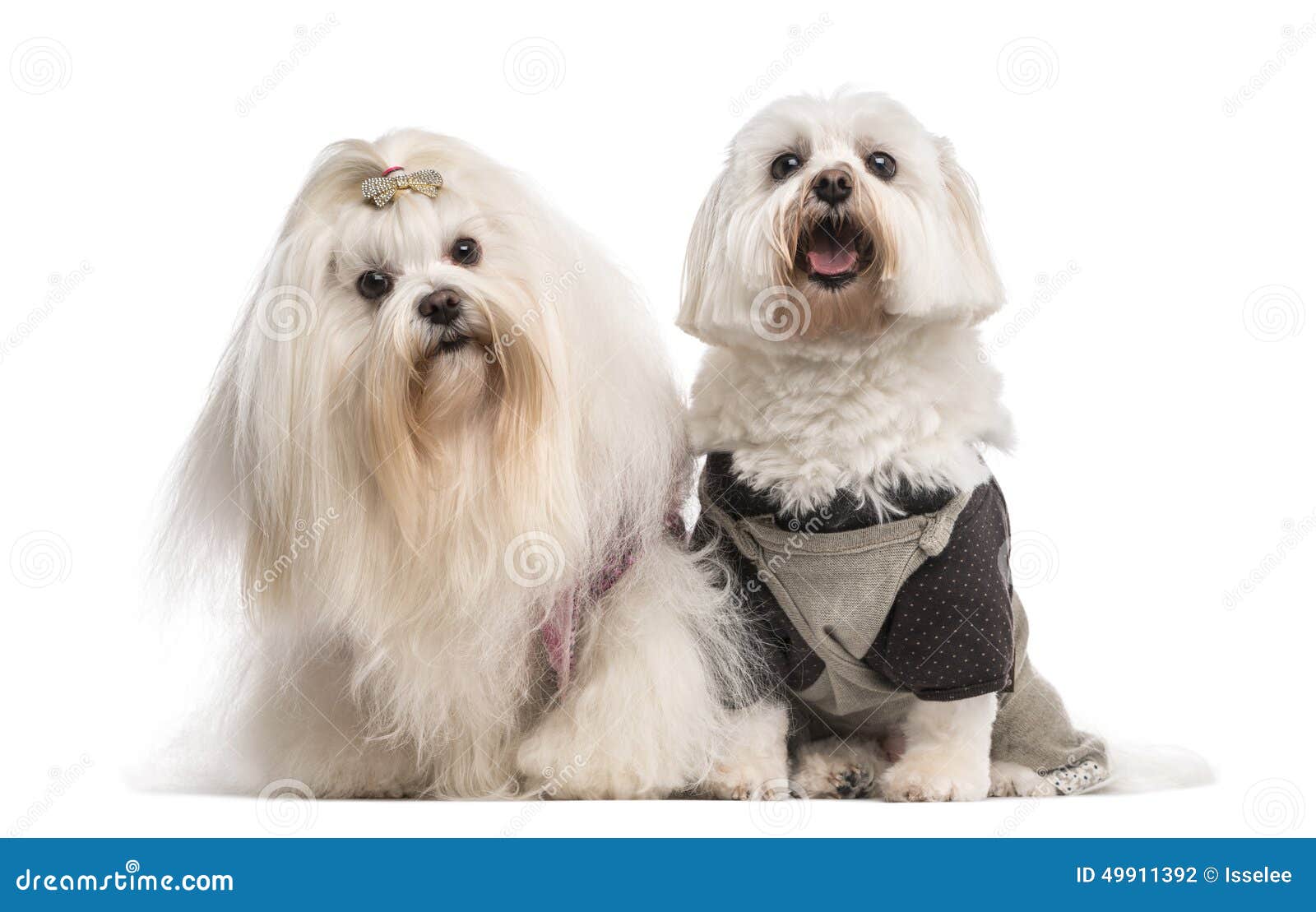 Two Malteses stock photo. Image of fashion, purebred - 49911392