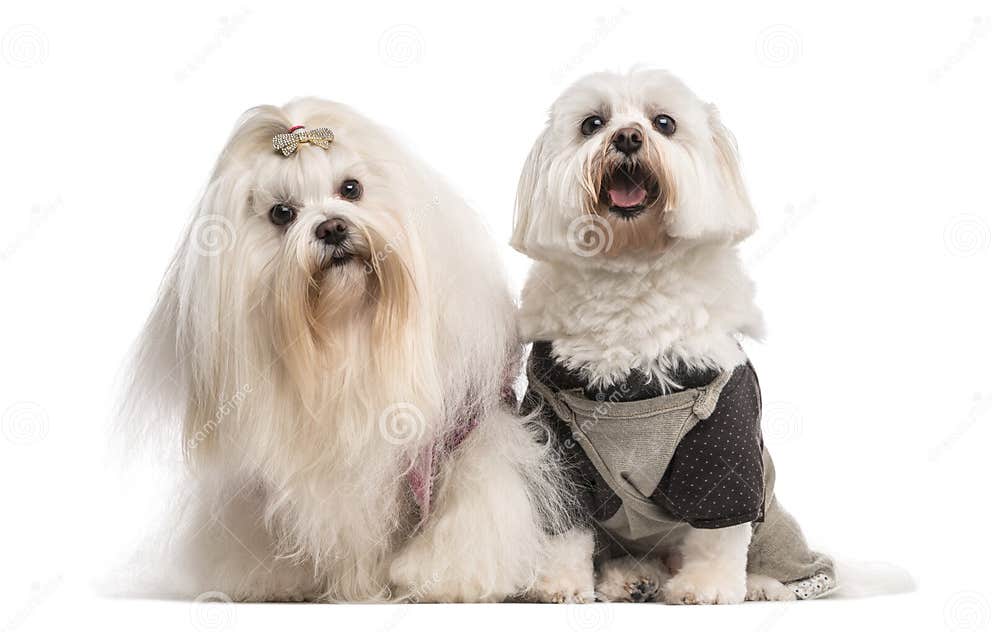 Two Malteses stock photo. Image of fashion, purebred - 49911392