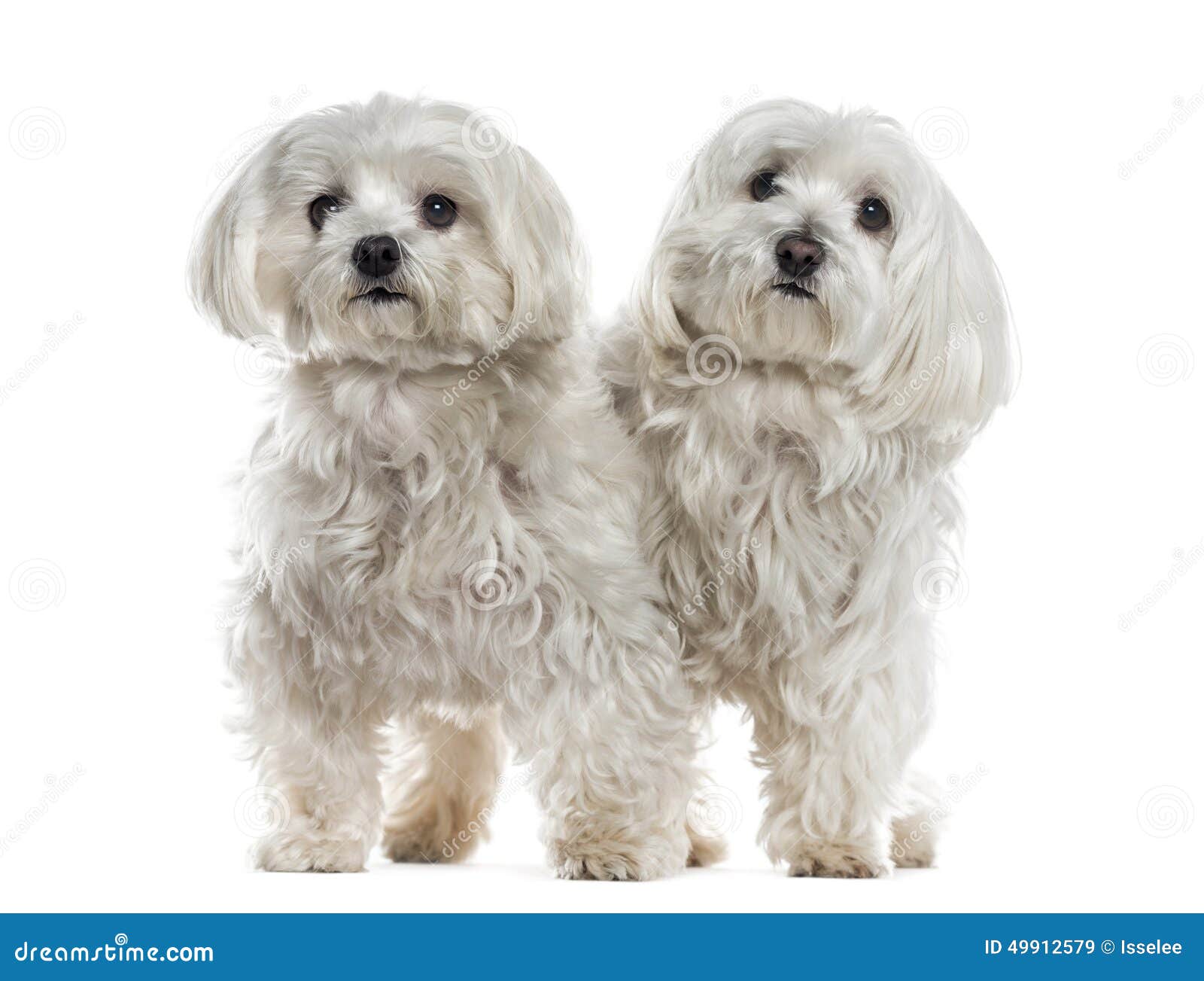 Two malteses stock image. Image of purebred, vertebrate - 49912579