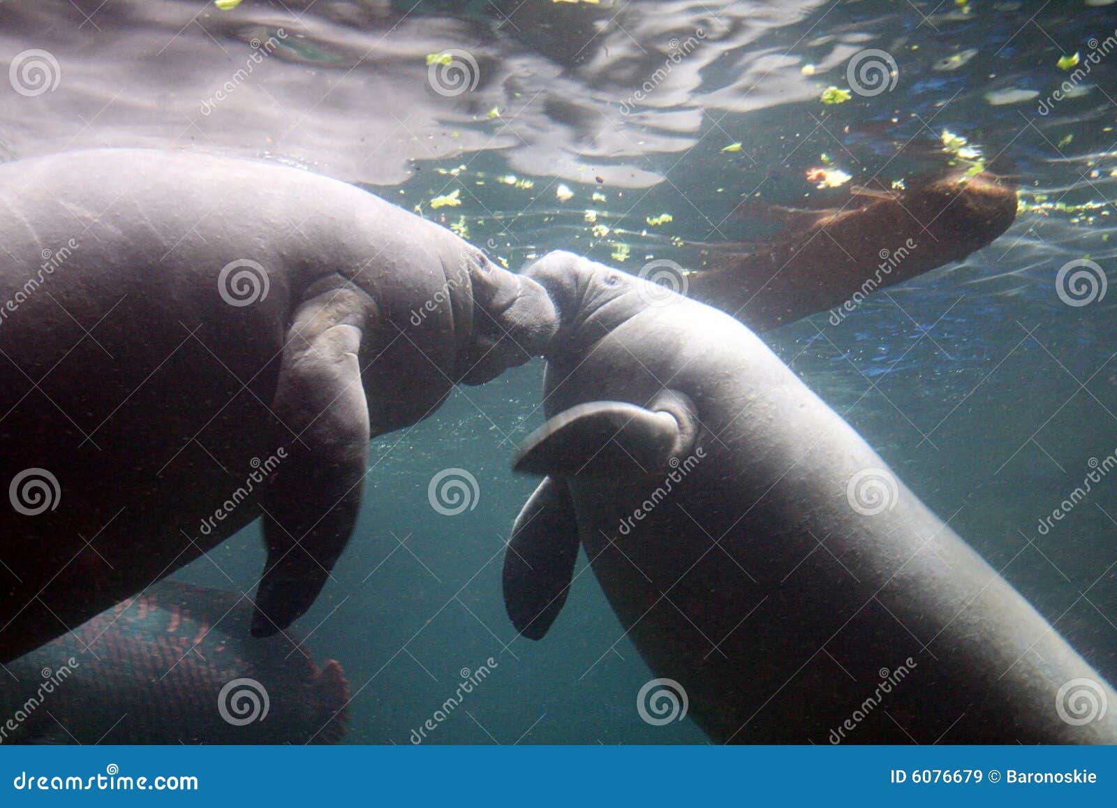 Two Manatees stock image. Image of love, sweet, endangered - 6076679