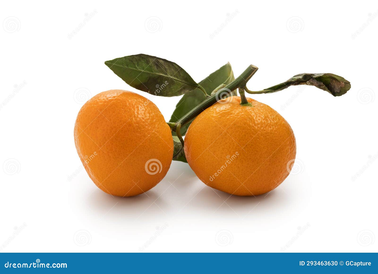 Two Mandarin Citrus with Leaves Isolated on White Stock Photo - Image ...