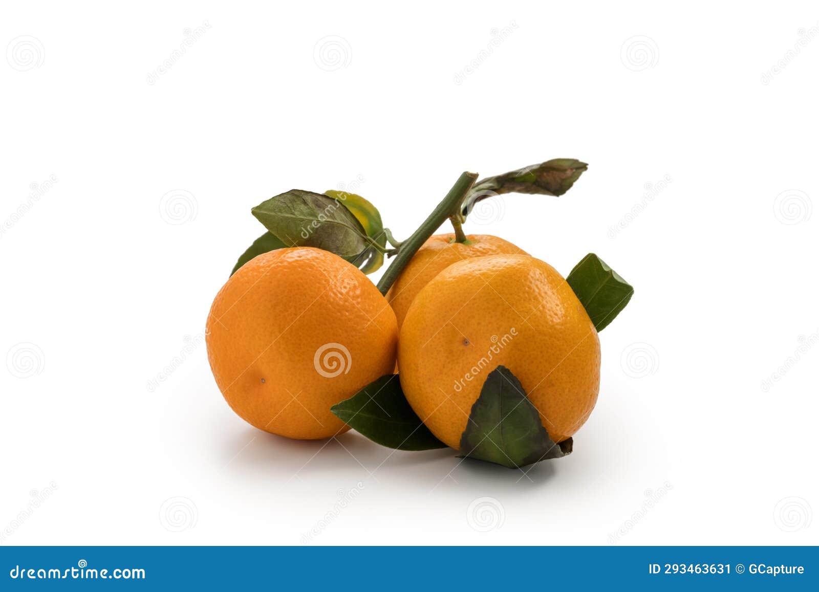 Two Mandarin Citrus with Leaves Isolated on White Stock Image - Image ...