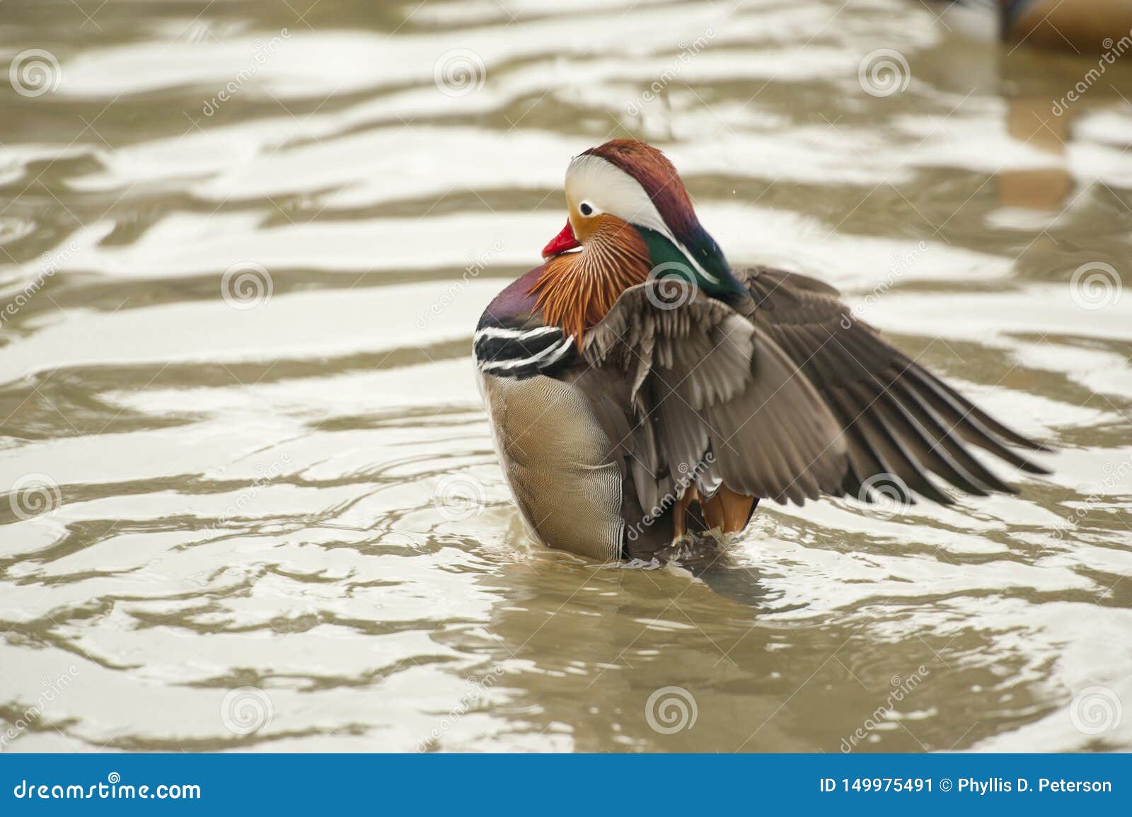 Mandarin Duck - Male in Water Ruffling His Wings. Stock Image - Image ...